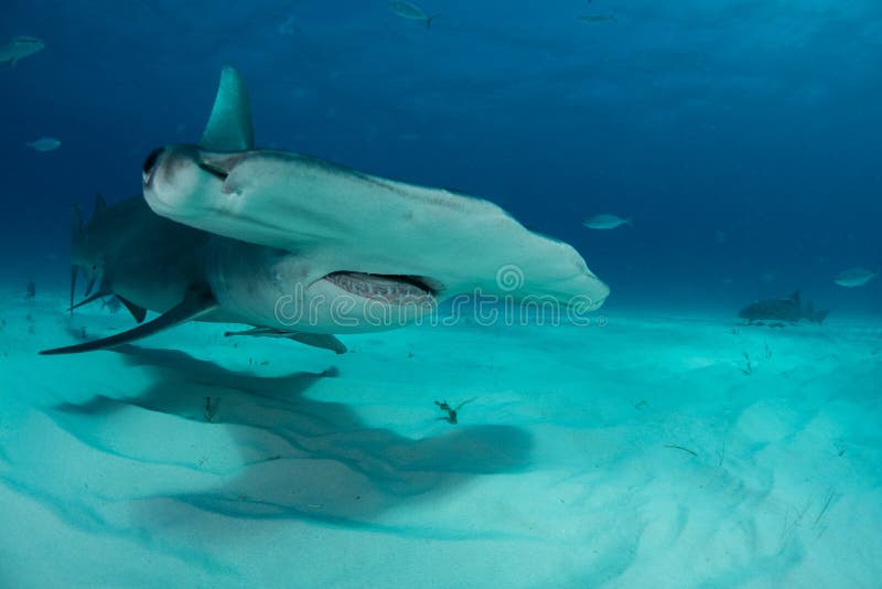 Requin De Poisson-marteau En Bahamas Photo stock - Image du marin ...