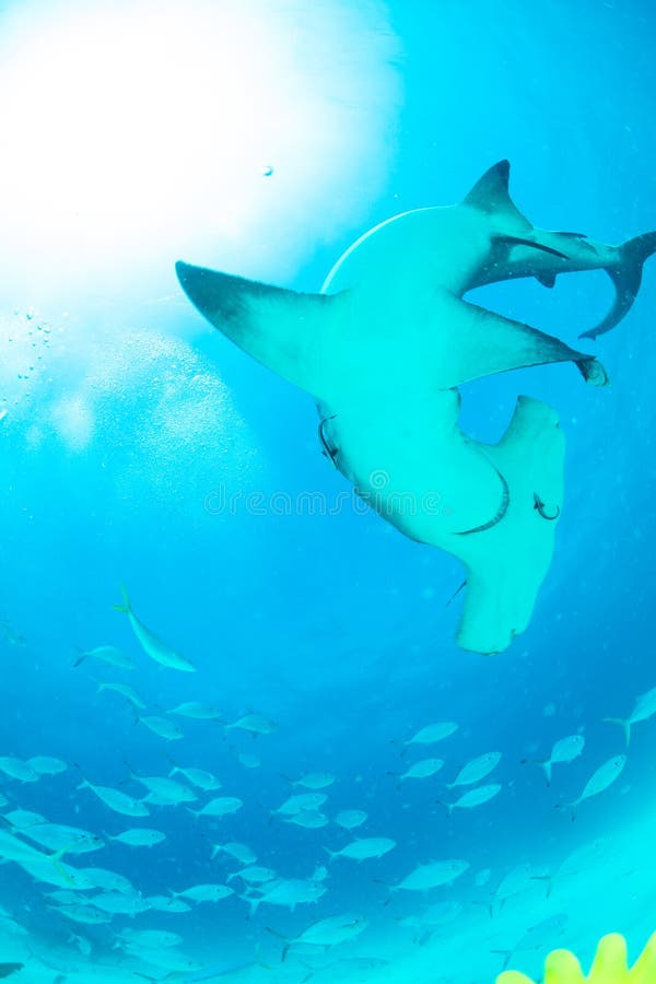 Requin De Poisson-marteau En Bahamas Image stock - Image du animal ...