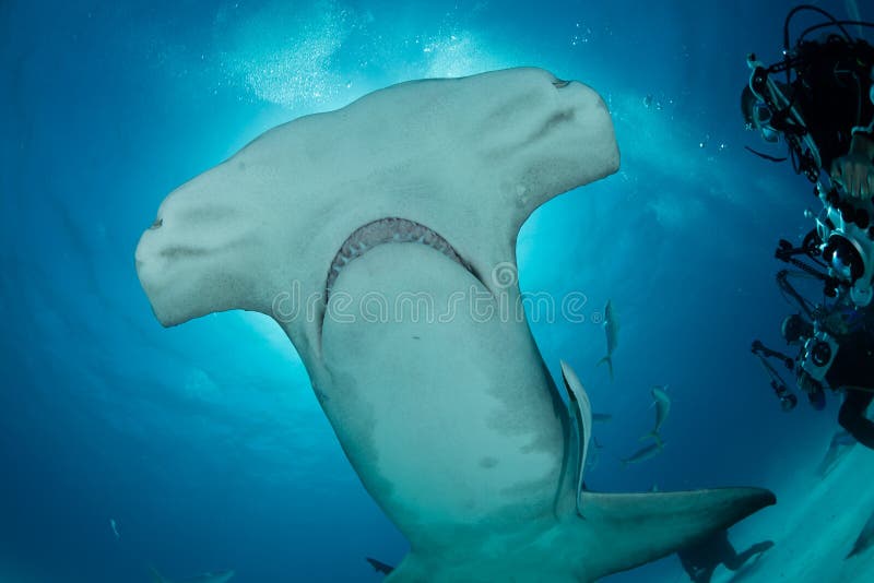 Requin De Poisson-marteau En Bahamas Photo stock - Image du marin ...