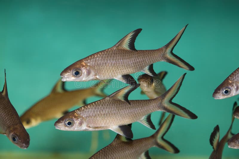 Requin tricolore image stock. Image of seul, animaux, fermer - 7251399