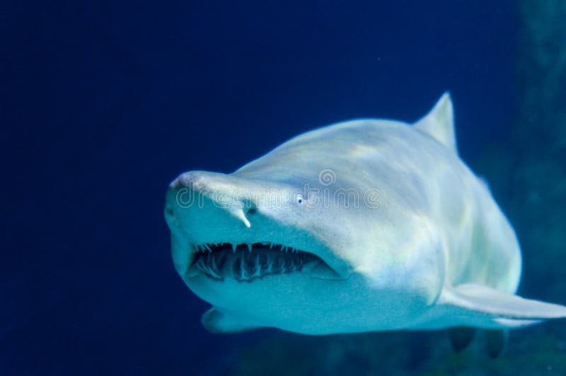 Dents De Requin Des Sables Rencontrez Le Requin Tigre De Sable Au