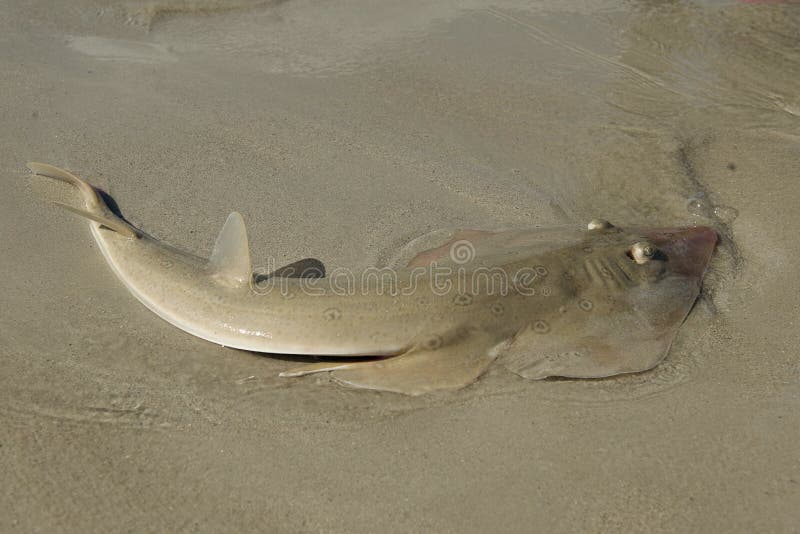 Requins Des Sables Requin Tigre Des Sables