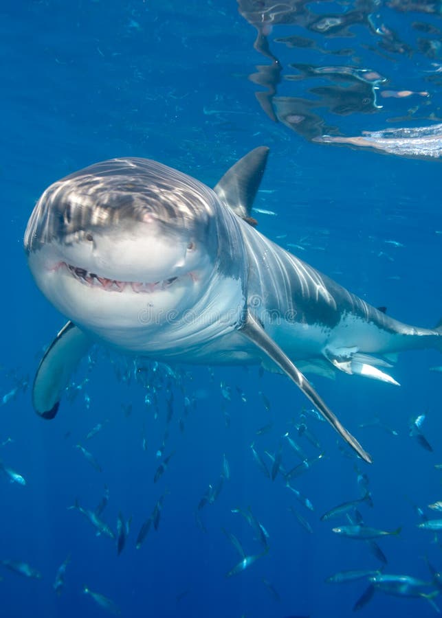 Requin de vache de sourire image stock. Image du animal - 23239765
