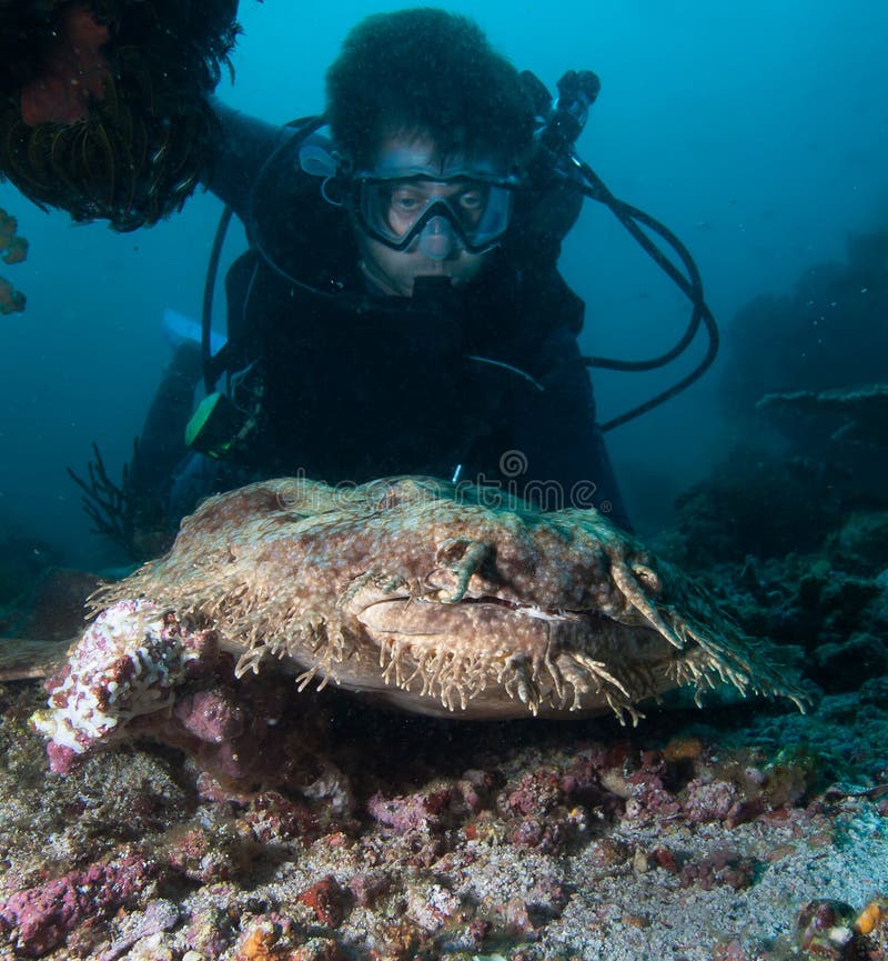 Requin De Tapis Rare De Wobbegong Photo stock - Image du environnement ...