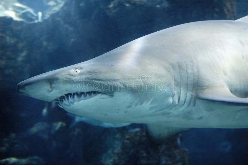 Requin de tigre de sable photo stock. Image du tropical - 2428058