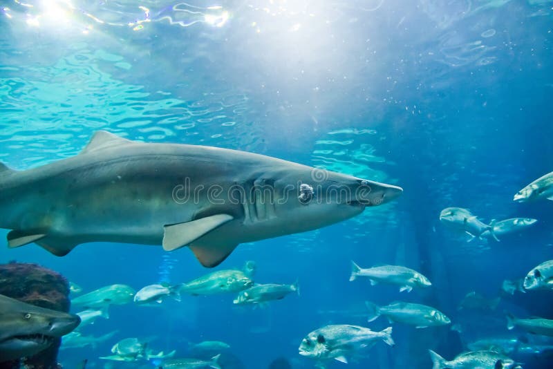 Requin De Tigre De Sable (Taureau De Carcharias) Photo stock - Image du ...