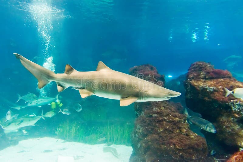 Vue Sous-marine De Requin De Tigre De Sable (Taureau De Carcharias ...