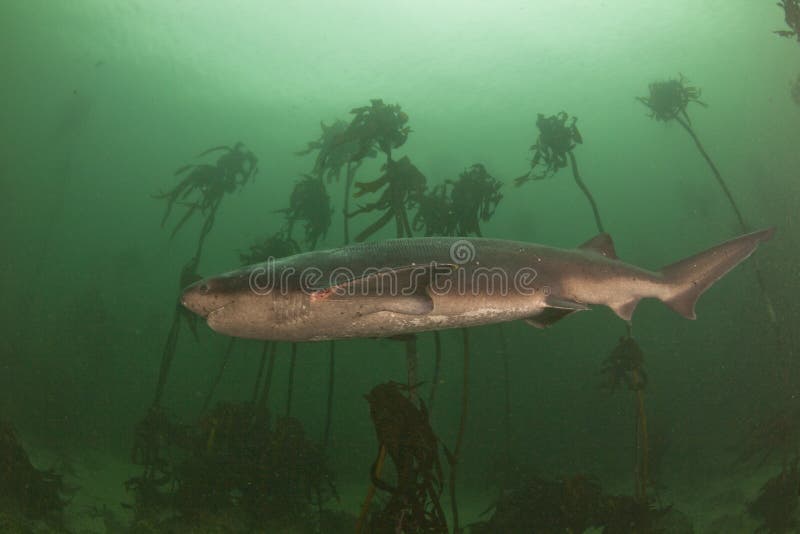 Requin de vache de sourire image stock. Image du durée - 23239765