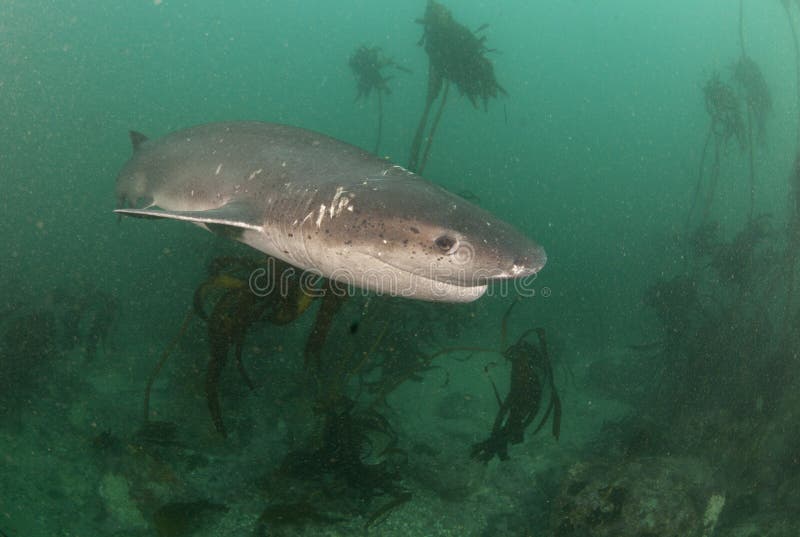 Requin de vache de sourire image stock. Image du durée - 23239765