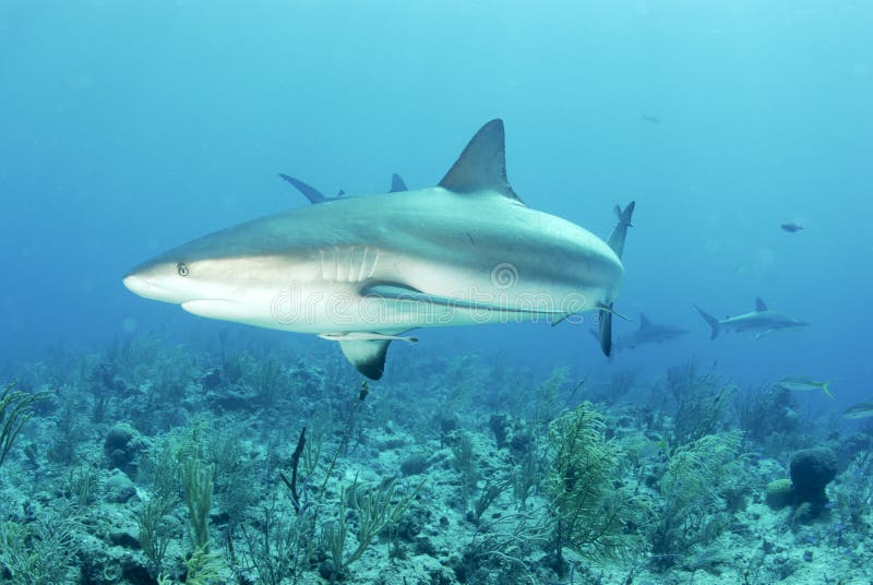 Requin de sable photo stock. Image du scaphandre, océan - 24937488