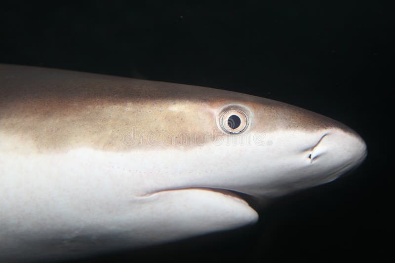 Requin gris de récif photo stock. Image du indien, sous - 24555018