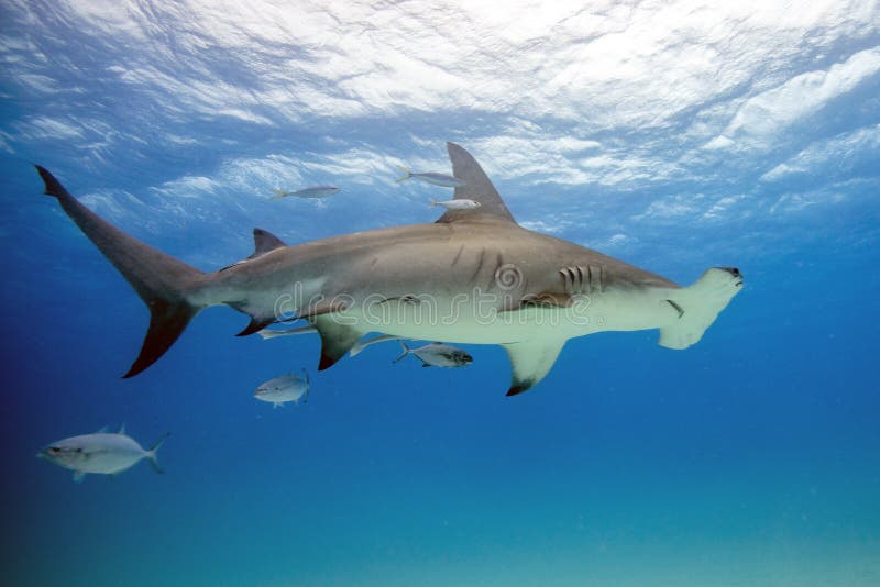 Requin De Poisson-marteau Dans La Vue Verticale Photo stock - Image du ...