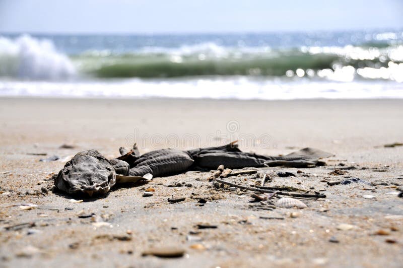 Requin mort image stock. Image du prédateur, bronzer - 14115939