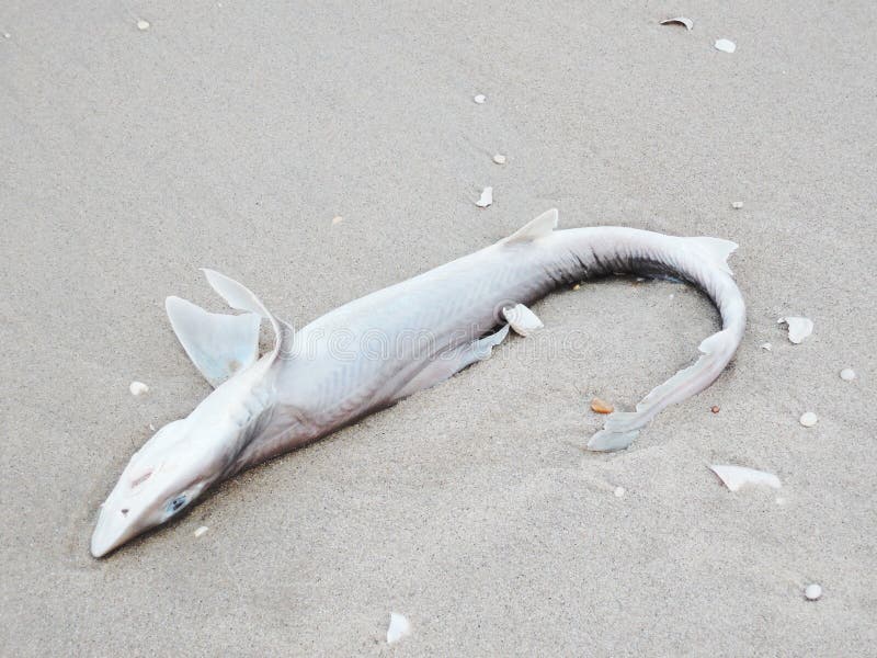 Requin mort image stock. Image du mort, échoué, plage - 53632889