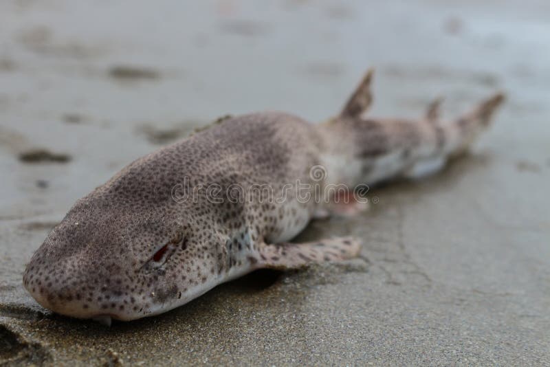 Requin mort image stock. Image du mort, échoué, plage - 53632889