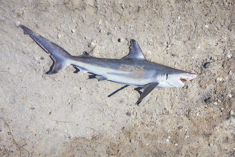 Requin mort image stock. Image du mort, requin - 53632889