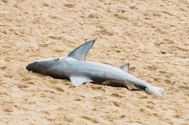 Requin mort image stock. Image du mort, échoué, plage - 53632889