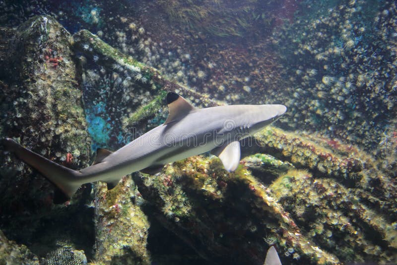 Aileron Du Requin Photos Stock - Téléchargez 134 Photos libres de droits