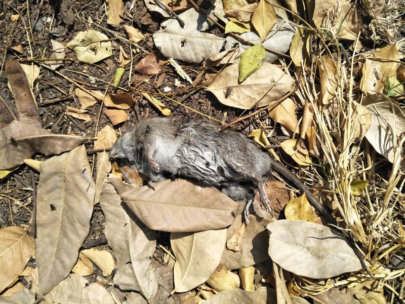 Rata Muerta Fotos - Libres de Derechos y Gratuitas de Dreamstime