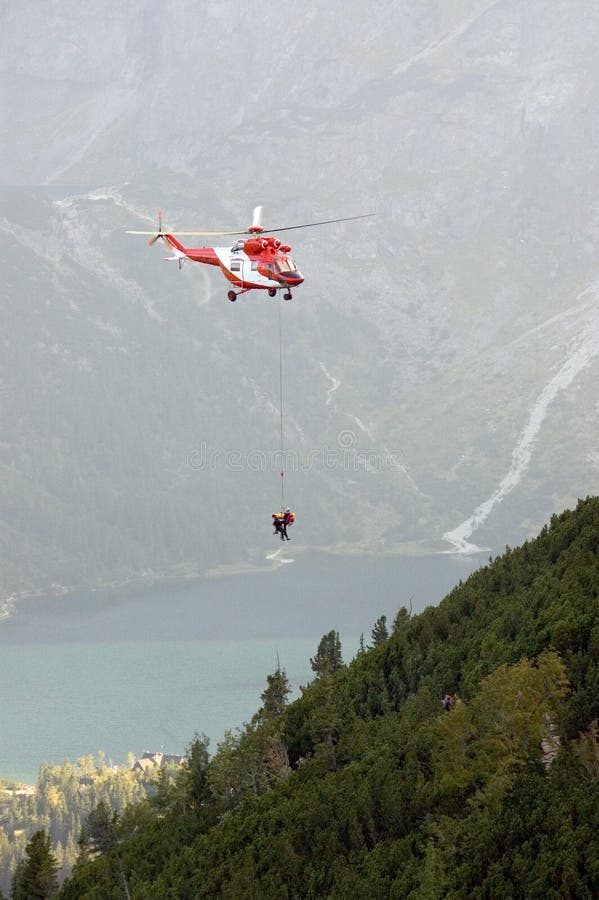 Rescue dog in action stock photo. Image of cross, action - 25319618