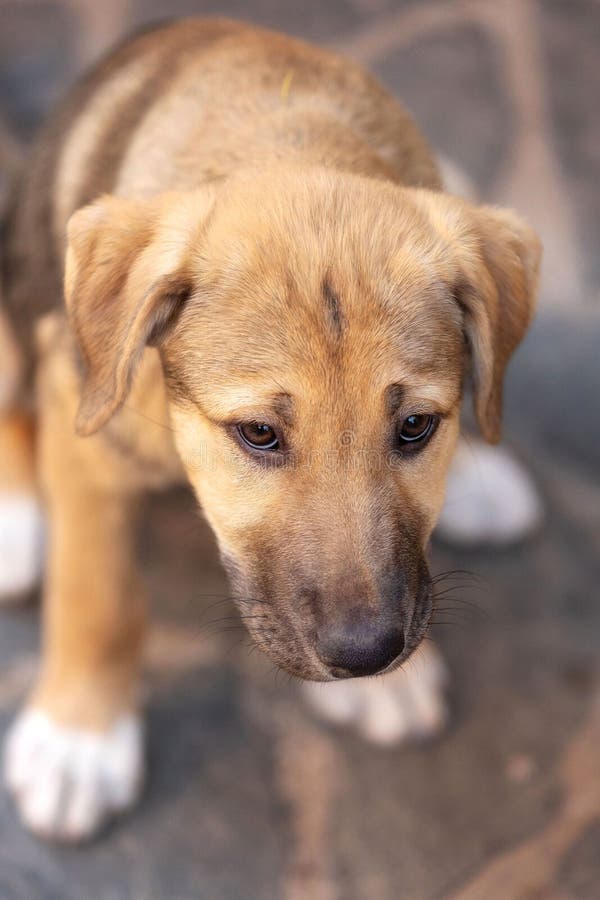 Rescue Adoption Dog with Sad Look Stock Photo - Image of looking, look ...
