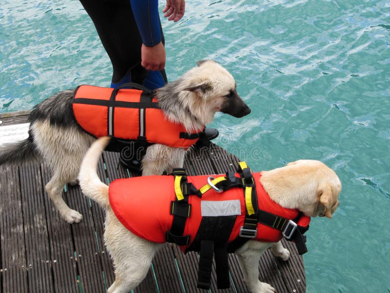 Sea Rescue Dog stock photo. Image of train, save, work - 1930788