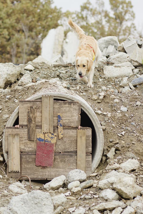 Rescue dog stock photo. Image of worker, retriever, lifeguard - 27551916
