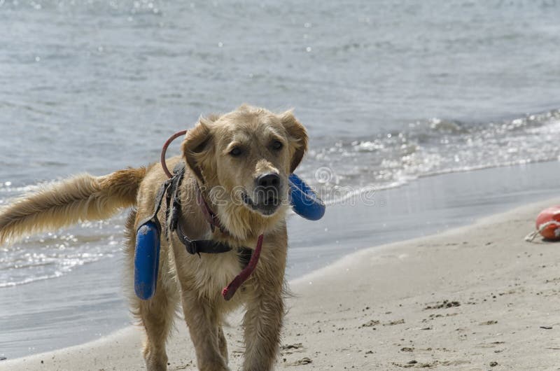 Rescue Dog Coming Out of the Sea Stock Image - Image of trained ...