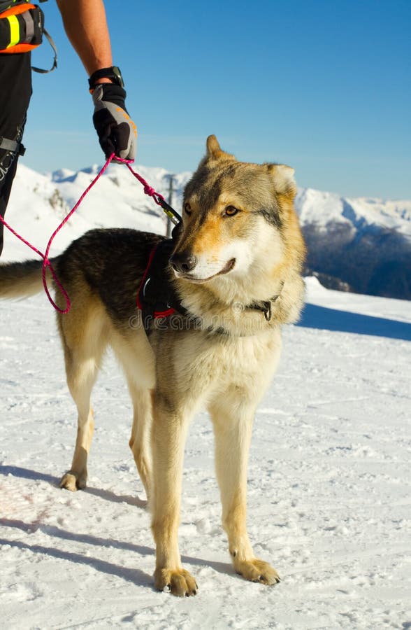 Rescue dog on snow stock photo. Image of lifebelt, transport - 36409420
