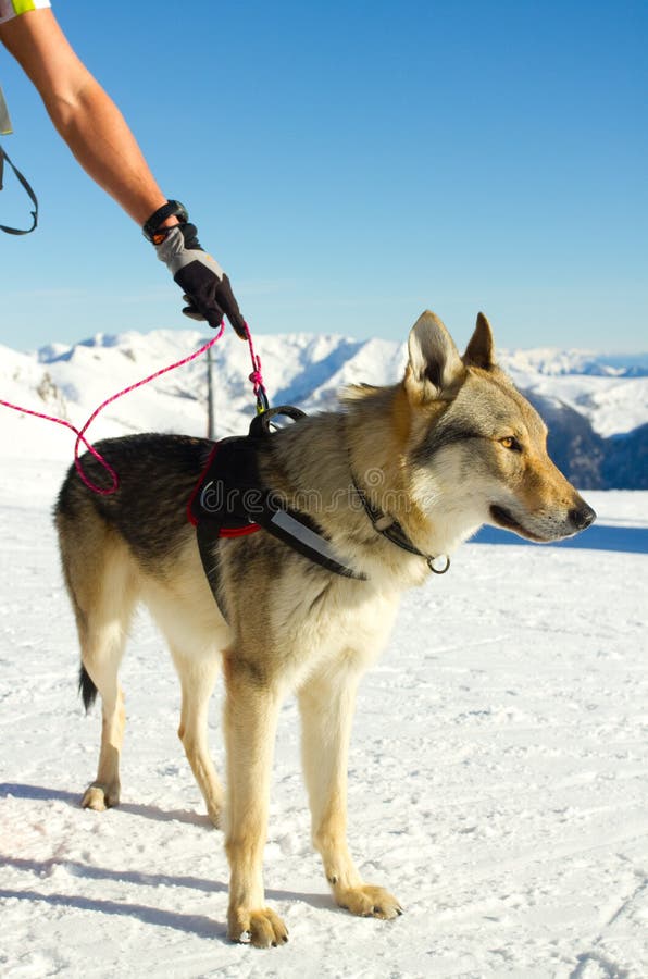 Rescue dog on snow stock photo. Image of lifebelt, transport - 36409420