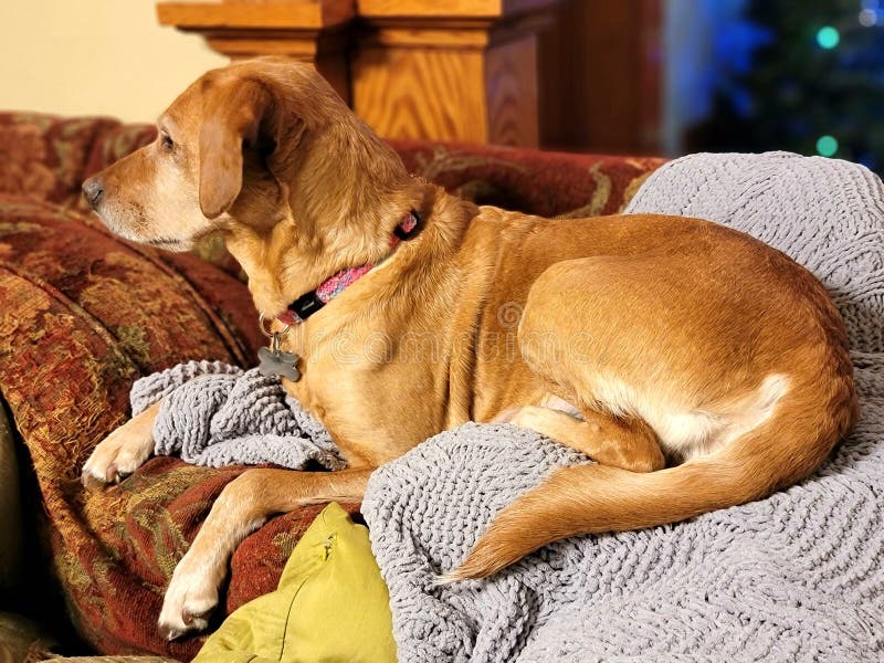 Rescue Labrador Relaxing 3 stock image. Image of sofa - 236875143