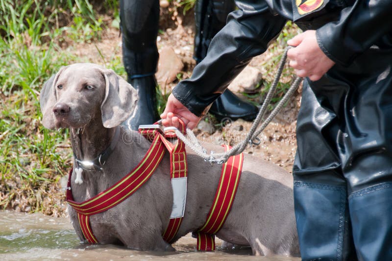 Rescue Dog Squadron stock image. Image of rescue, lifesaver - 51550553