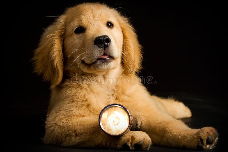 531 Dog Flashlight Stock Photos - Free & Royalty-Free Stock Photos from ...