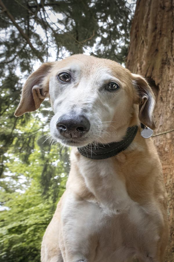 Rescue Lurcher Looking Directly at the Camera Stock Photo - Image of ...