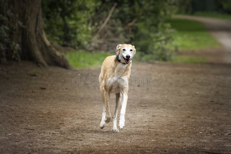 Rescue Lurcher Running Towards the Camera Stock Image - Image of ...