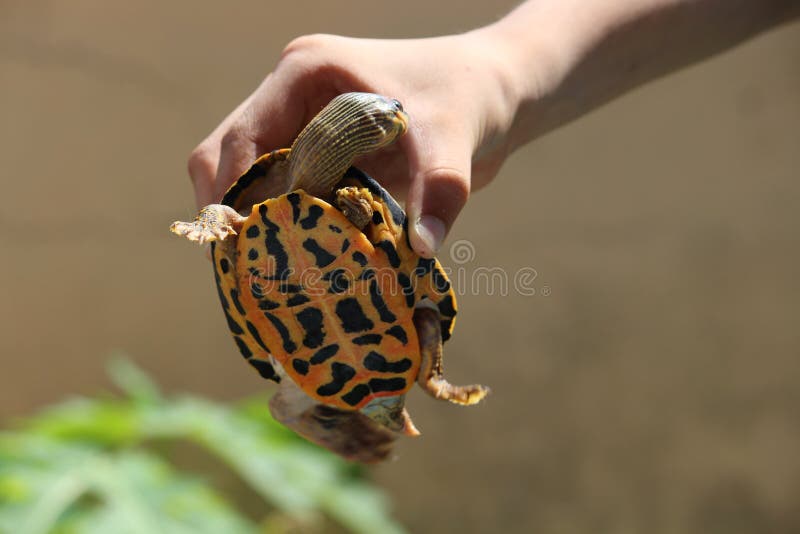 Rescue of a small turtle stock image. Image of shell - 195822039