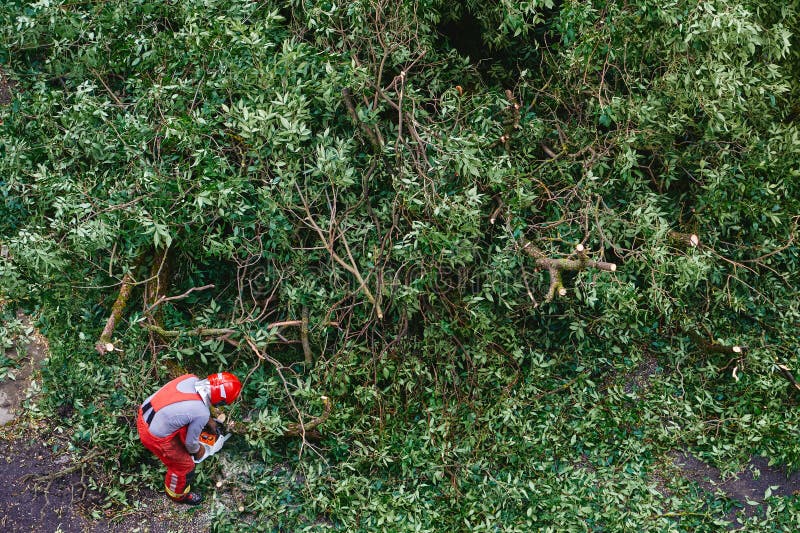 Rescue Worker Deal with the Aftermath of the Hurricane and Cut Down a ...