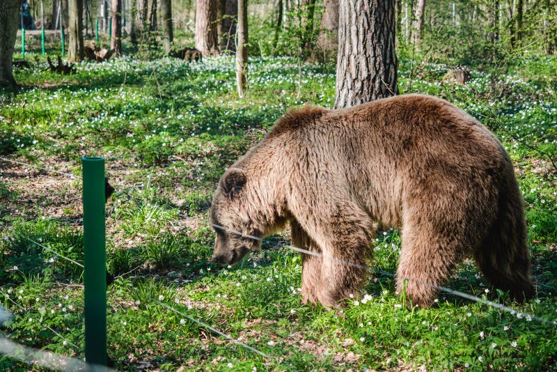 Rescued Brown Bear in a Wildlife Sanctuary Stock Photo - Image of bear ...