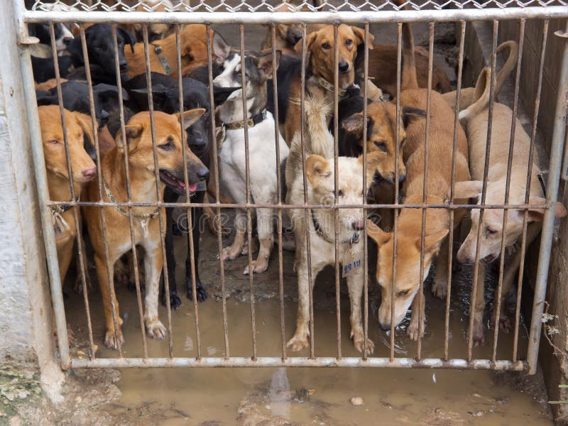 Rescued Dogs from Meat Mafia Editorial Photo - Image of capture, food ...