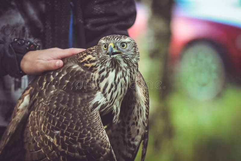 Hawk stock photo. Image of falcon, cute, hawk, black - 103149486