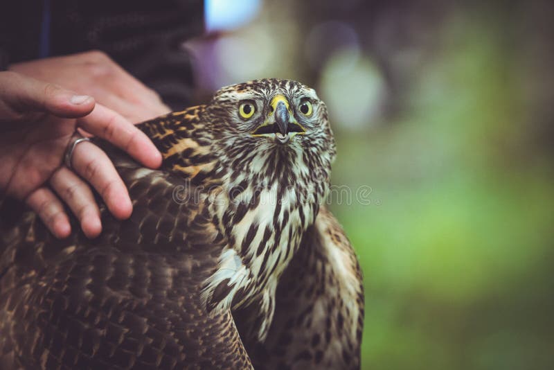 Hawk stock photo. Image of hands, falcon, nisus, feather - 103149330