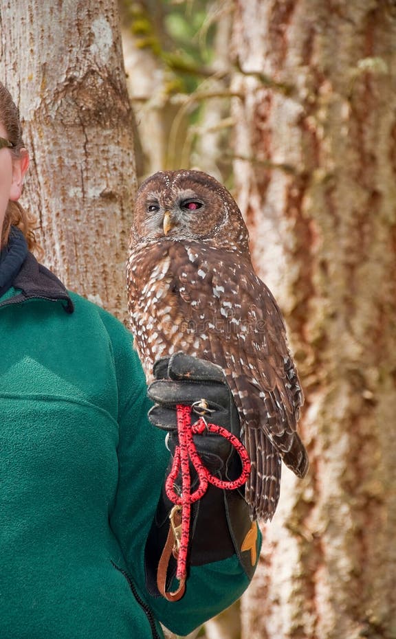 Rescued Spotted Owl on Handler Stock Photo - Image of help, bird: 20371602