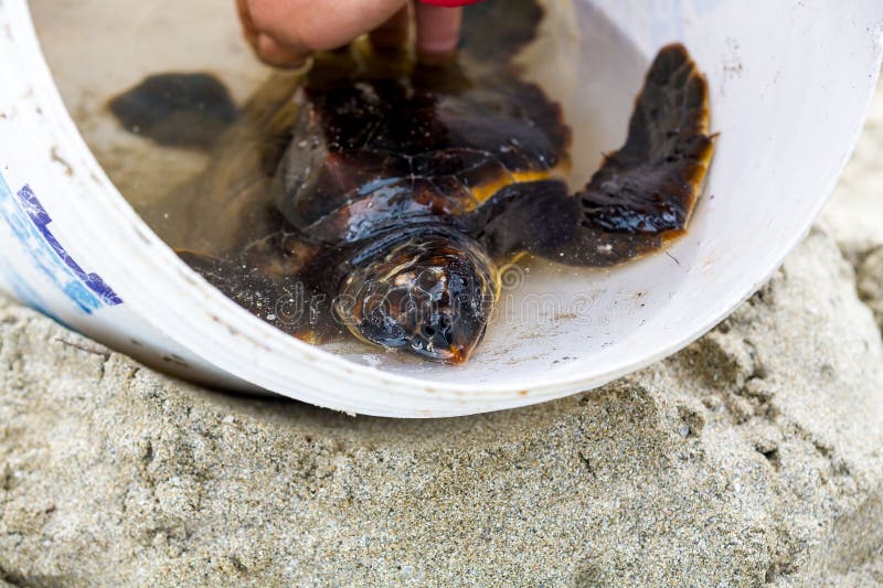 Rescuing a Fledgling Turtle on a Beach Stock Photo - Image of breeding ...