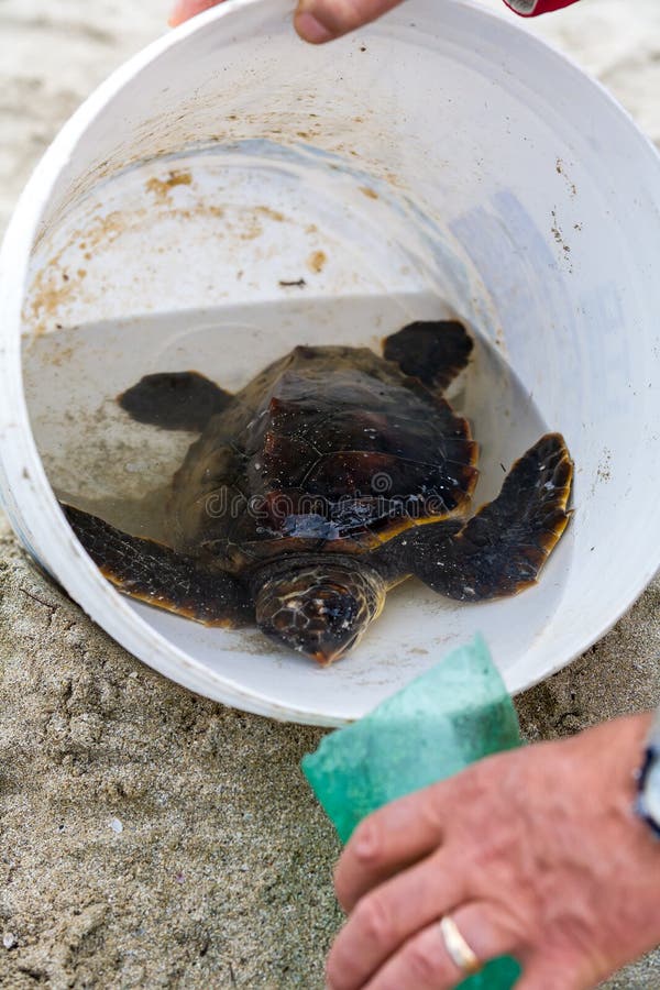 Rescuing a Turtle in the Sand Stock Image - Image of abandoned ...