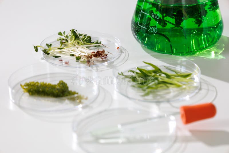 Research and Biotech Science Scientists are Developing Research on ...