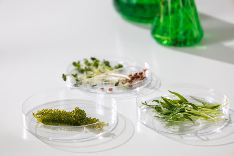 Research and Biotech Science Scientists are Developing Research on ...