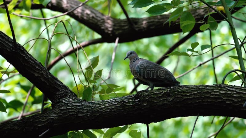 The Research on Bird Visual Systems Stock Video - Video of perception ...