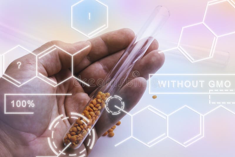 Research and Development of New Varieties of Seeds. Selection and Selection Stock Image - Image ...