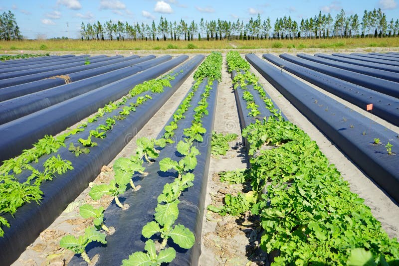 Research field of florida stock photo. Image of fence - 63653744
