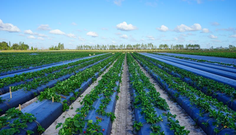 Research field stock image. Image of container, outdoors - 63651441